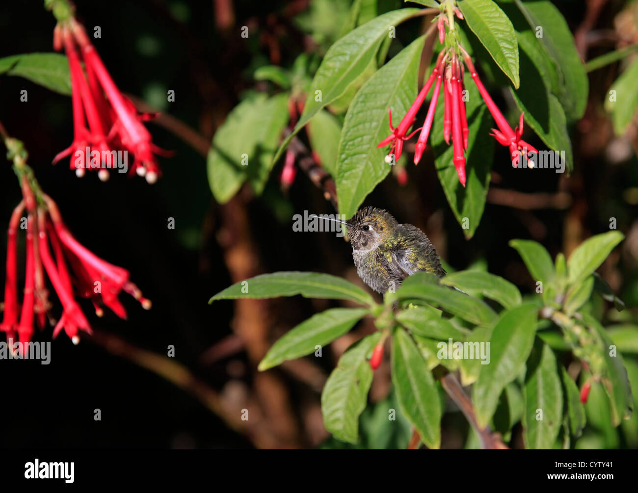 Bird hummingbird in a bush with red flowers Stock Photo - Alamy
