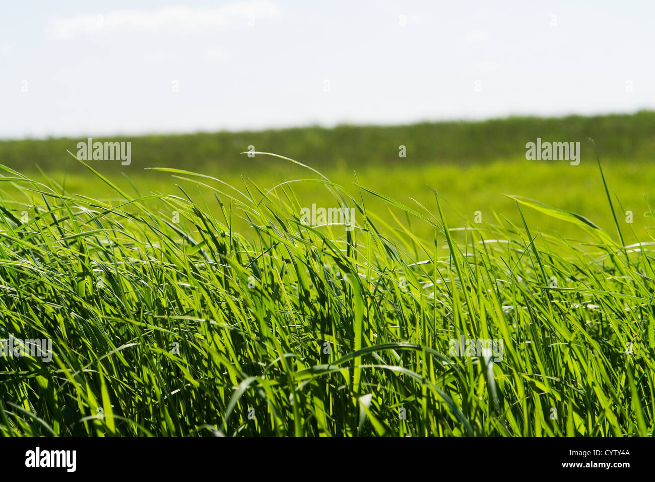 green grass on spring meadow Stock Photo - Alamy
