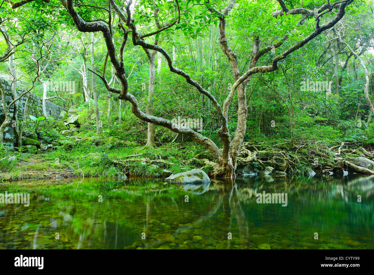 forest with water and tree Stock Photo - Alamy