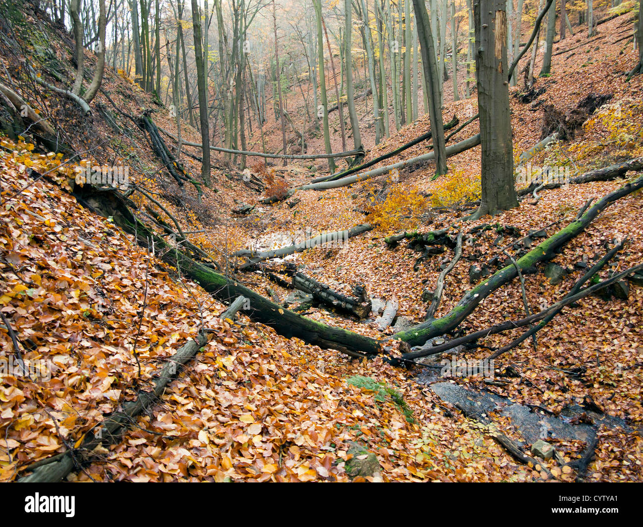 Forest - deciduous forest with ravines in the autumn Stock Photo - Alamy