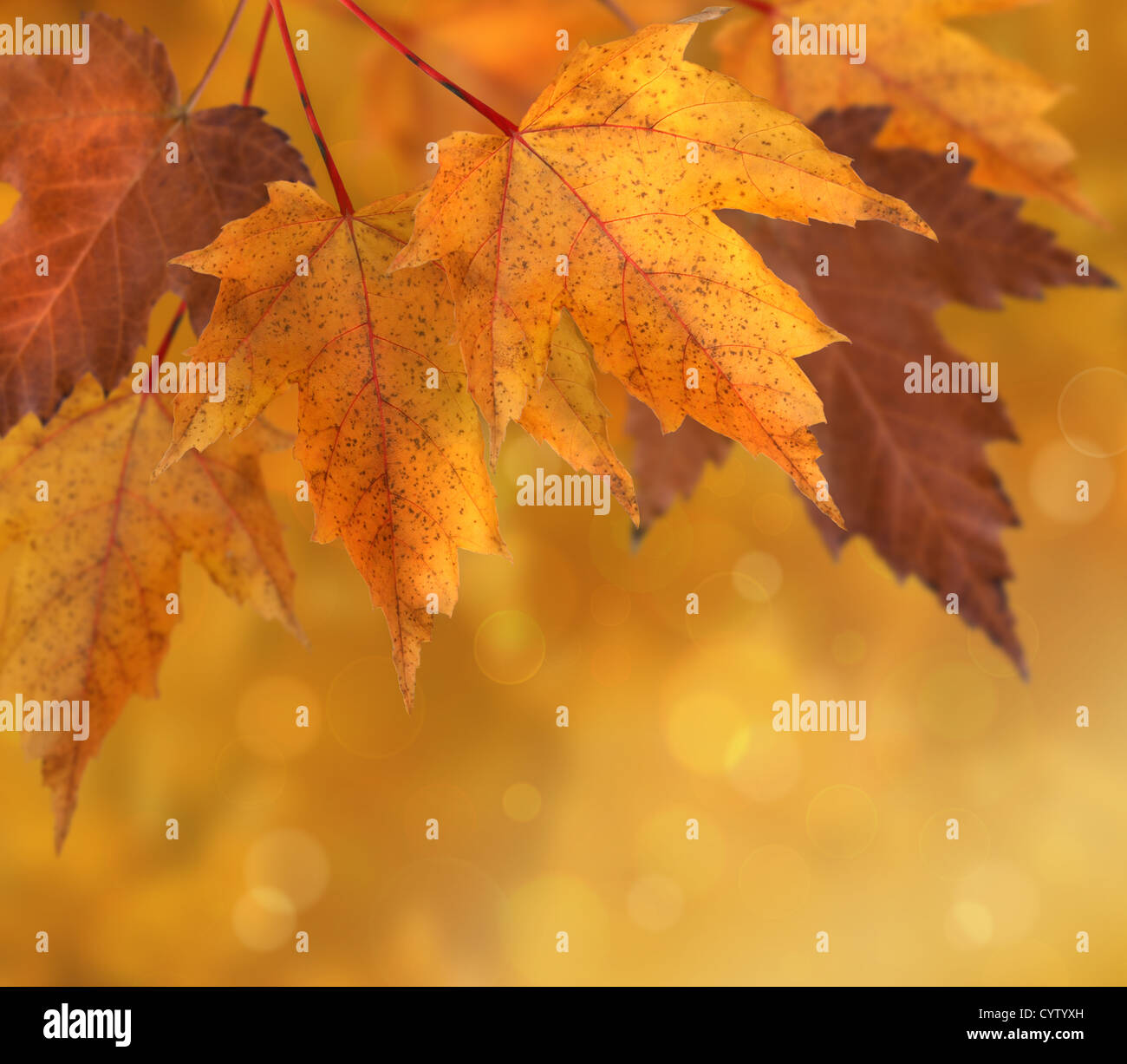 Colorful autumn leaves with shallow focus background Stock Photo - Alamy