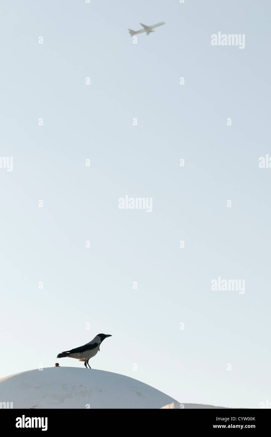 Crow Egypt Looking jet airplane concept nobody Stock Photo - Alamy