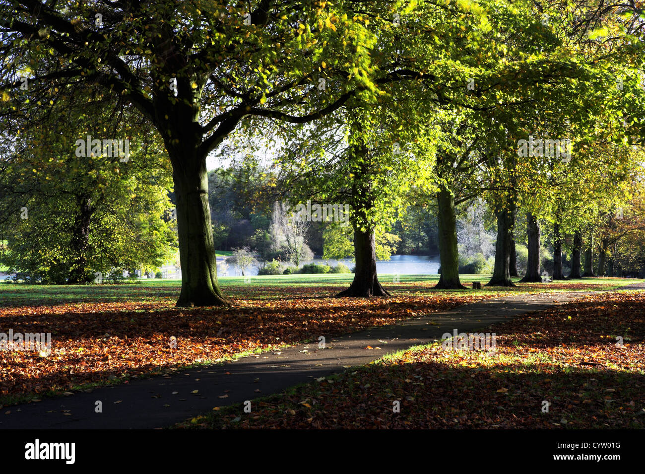Trees, Abington Park, Northampton, Northamptonshire, England, UK Stock ...