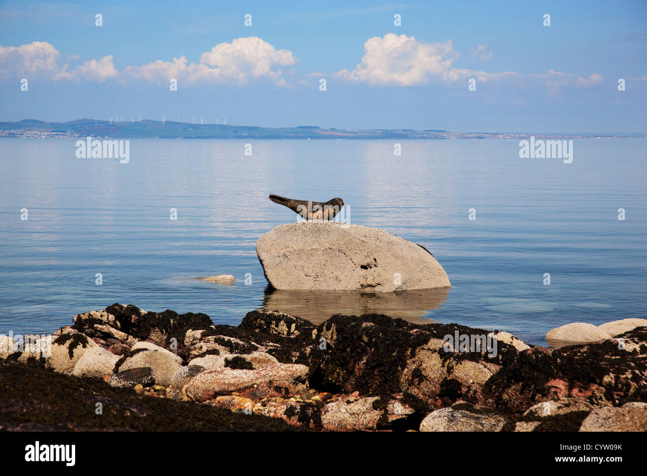 A seal carved from wood is displayed on a rock near a beach in Corrie ...