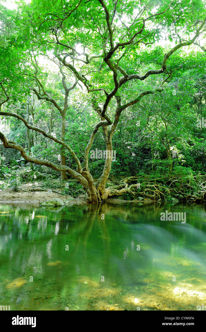 forest with tree and water Stock Photo - Alamy