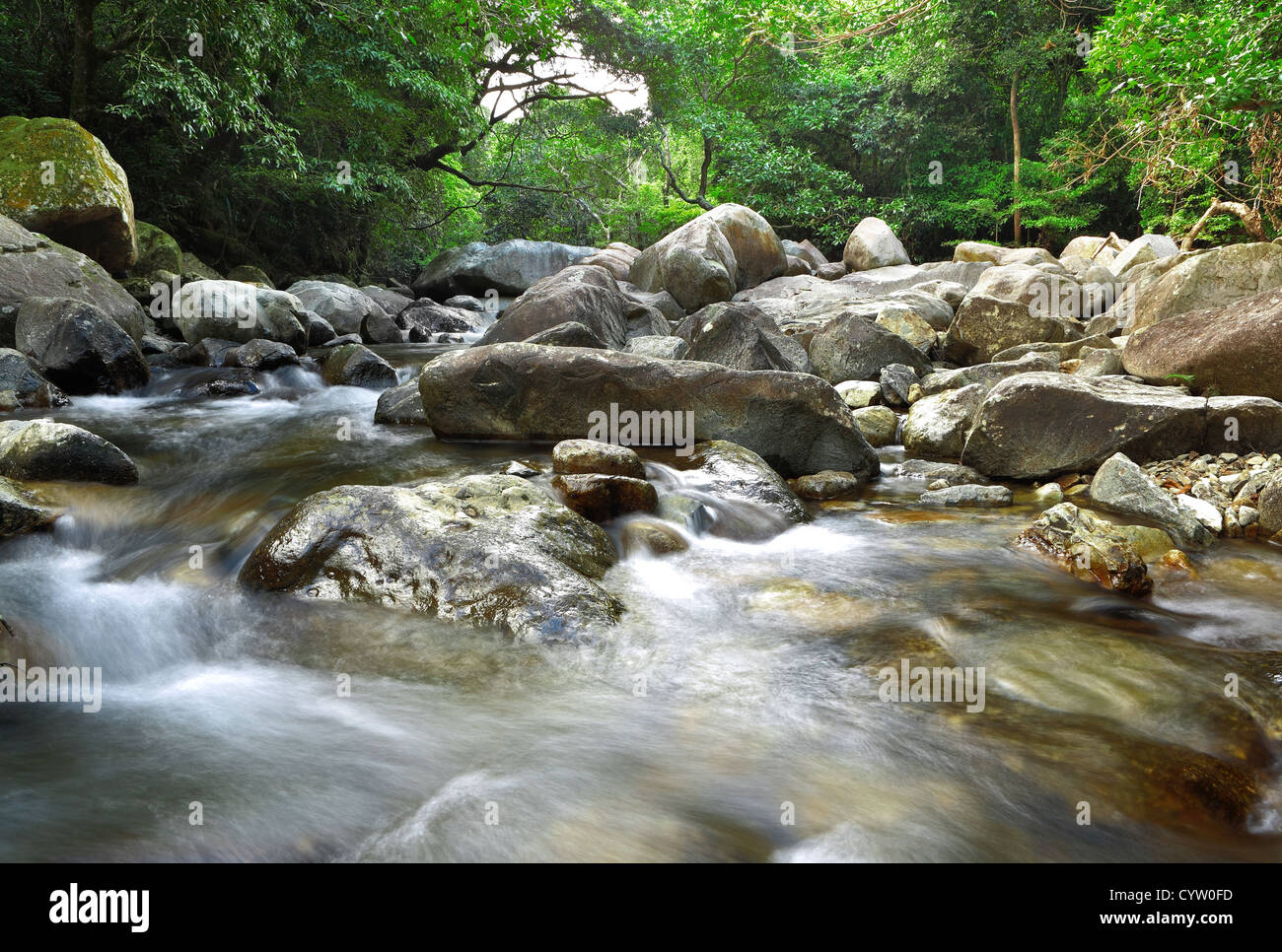 fresh stream in forest Stock Photo - Alamy