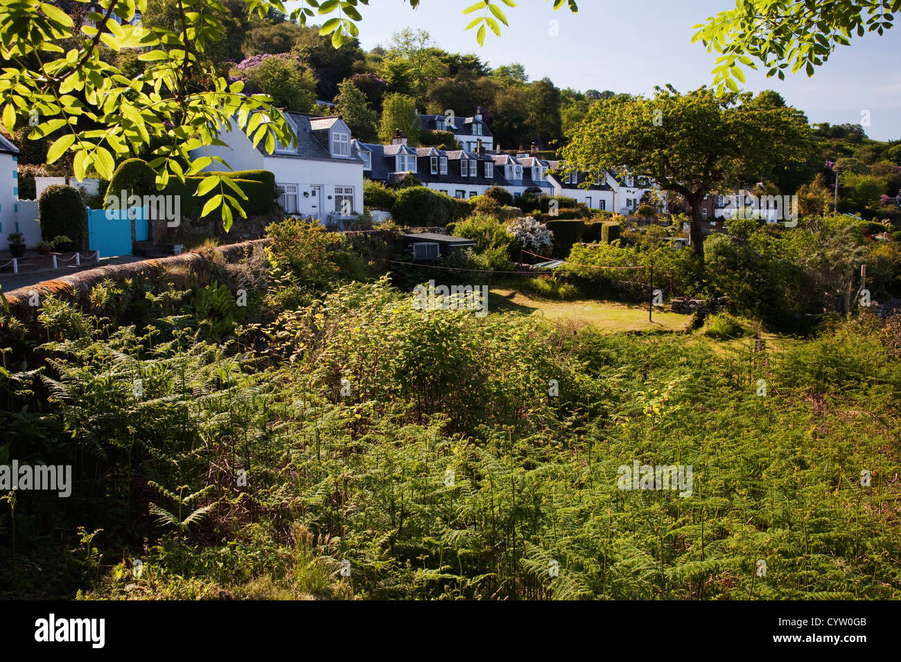 Row of ferns hi-res stock photography and images - Alamy