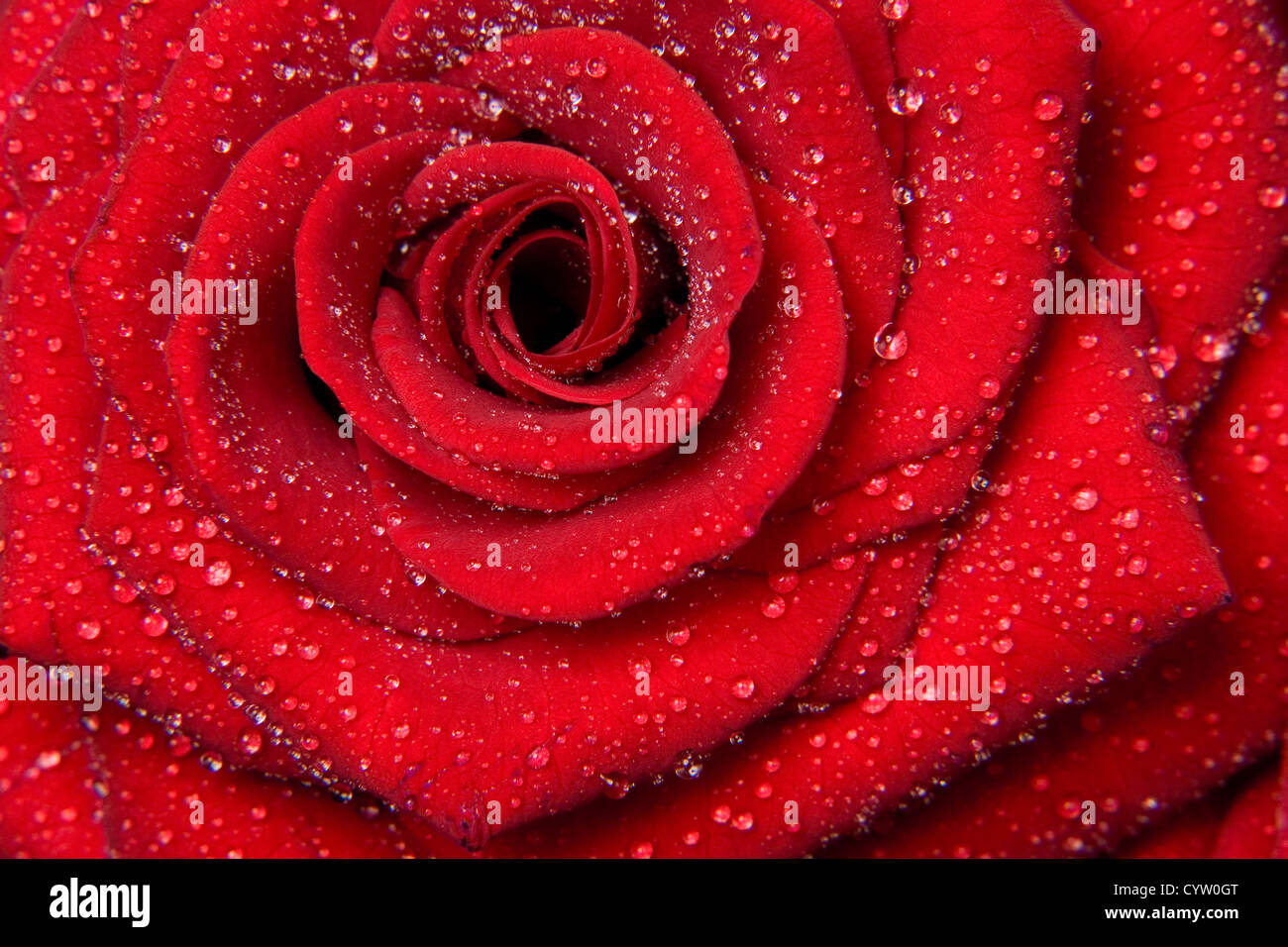 red roses with drops from rain Stock Photo - Alamy