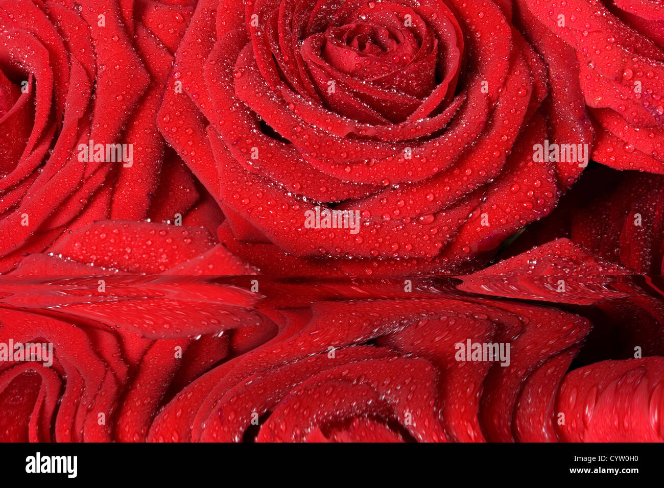 bunch of red roses with drops from rain Stock Photo - Alamy