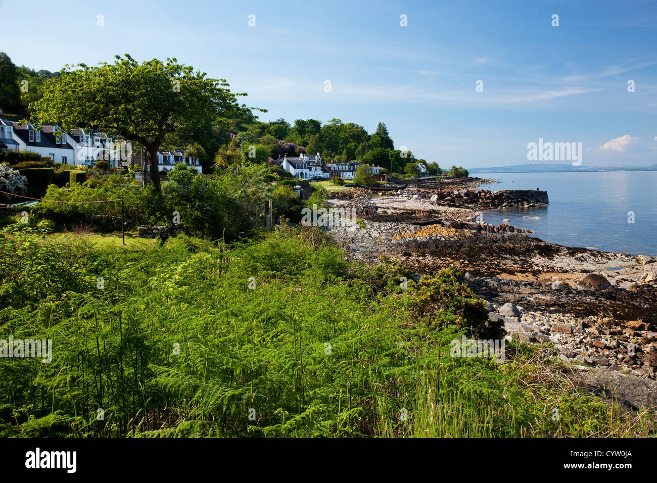 Row of ferns hi-res stock photography and images - Alamy