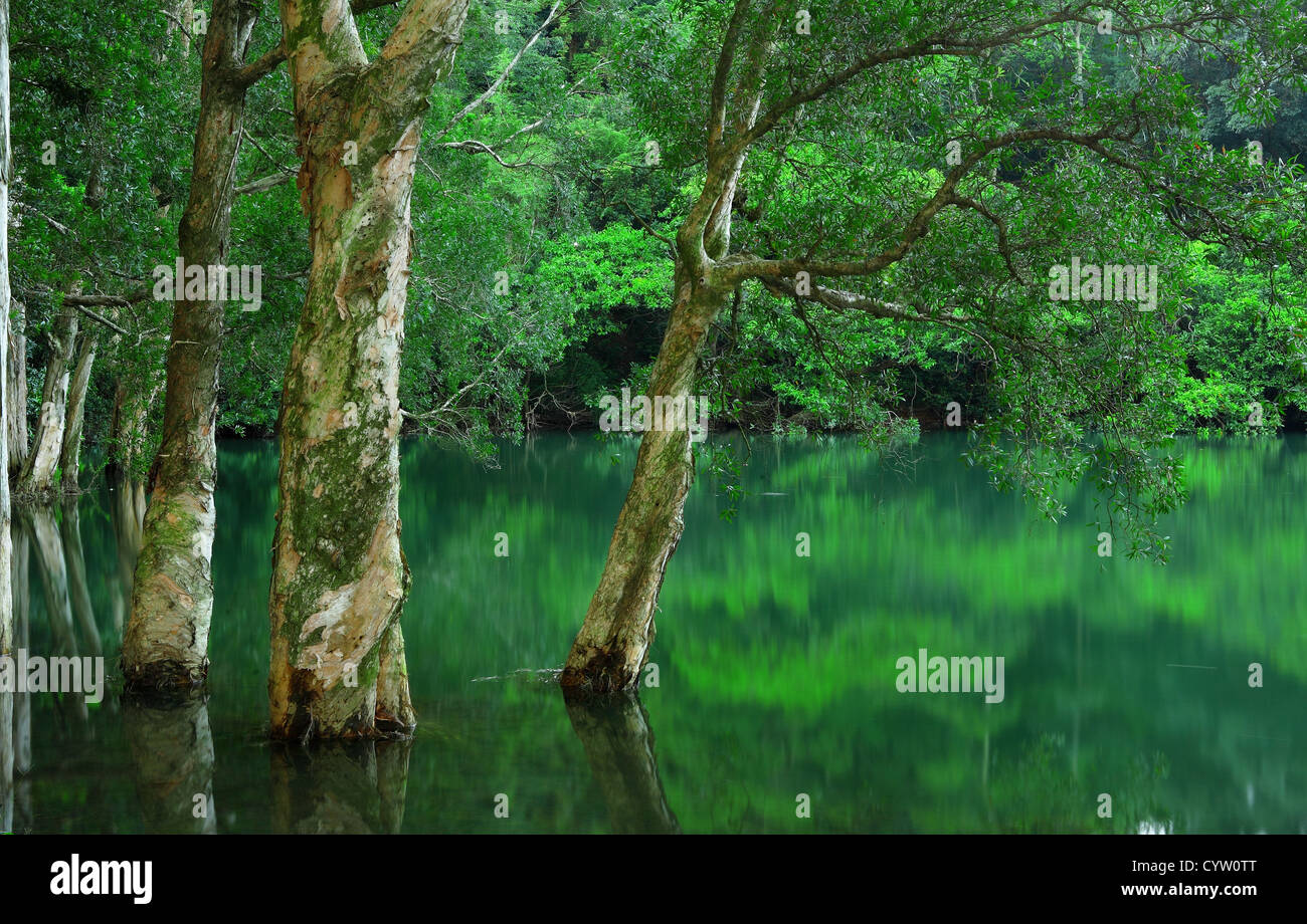 tree in water Stock Photo - Alamy