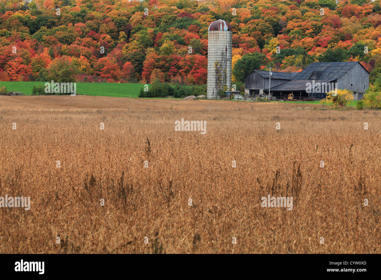 Canadian rural landscape in autumn colors Stock Photo - Alamy