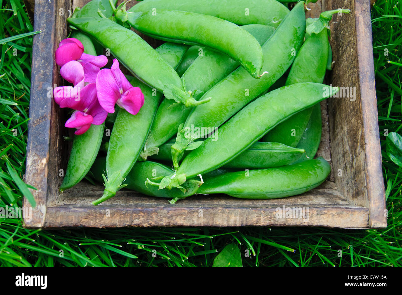 Pea pod flower hi-res stock photography and images - Alamy