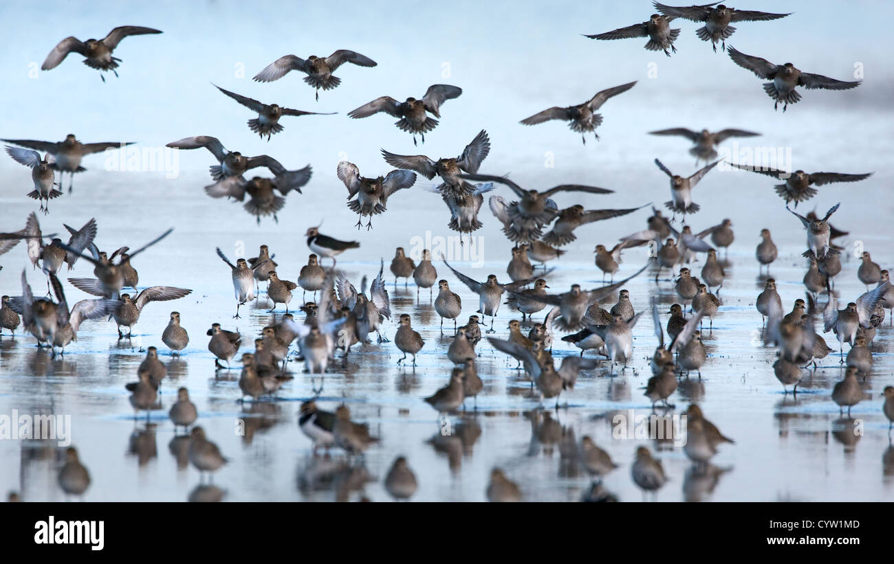 Golden plovers winter plumage hi-res stock photography and images - Alamy