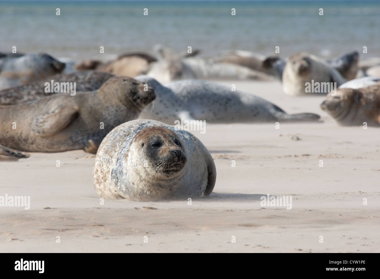 Grey common seals basking on hi-res stock photography and images - Alamy