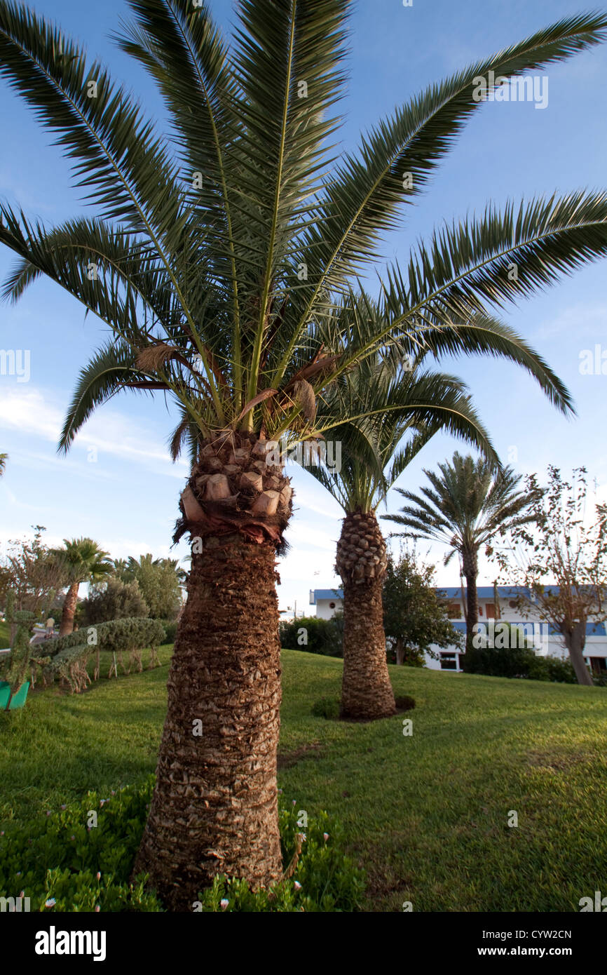 tropical landsape during holiday in agadir Stock Photo - Alamy