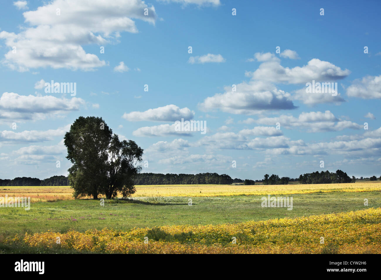Field and trees Stock Photo - Alamy
