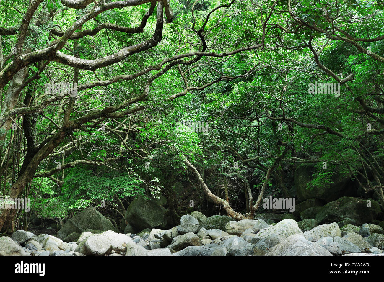 Beautiful scene wild rain hi-res stock photography and images - Alamy