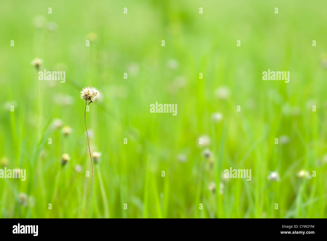 It is a natural beautiful green grass background Stock Photo - Alamy