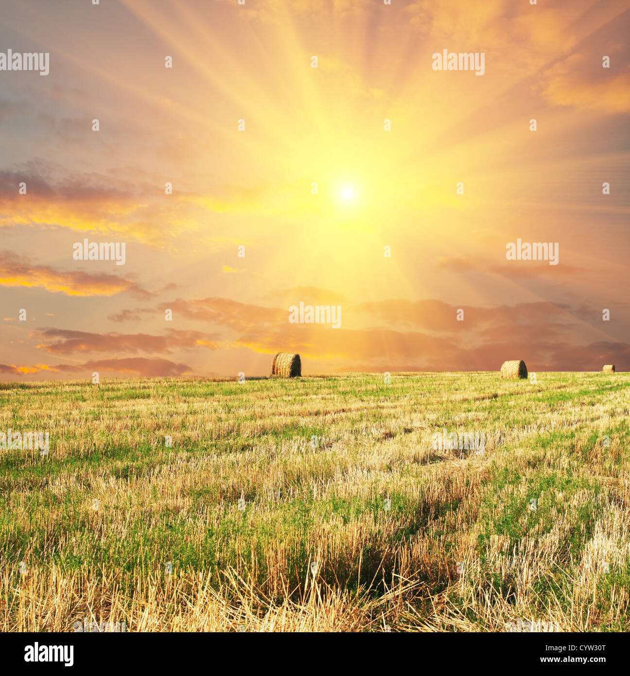 Field on sunset Stock Photo - Alamy