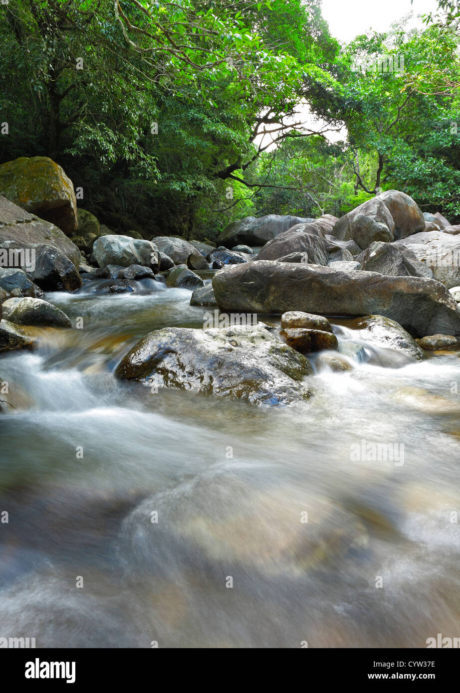 water in forest Stock Photo - Alamy
