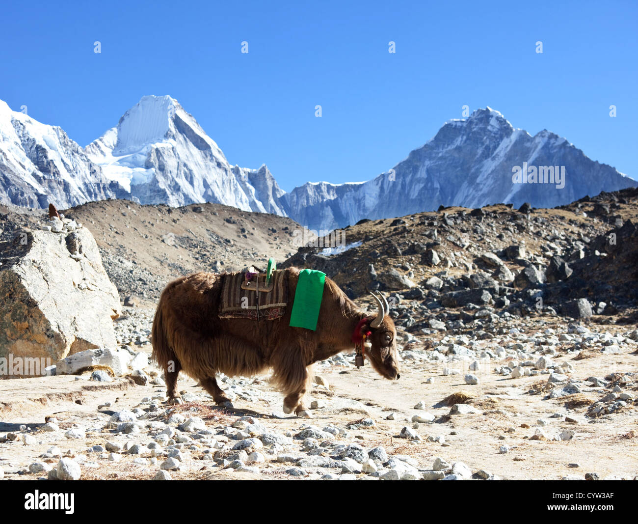 yak in Himalaya Stock Photo - Alamy