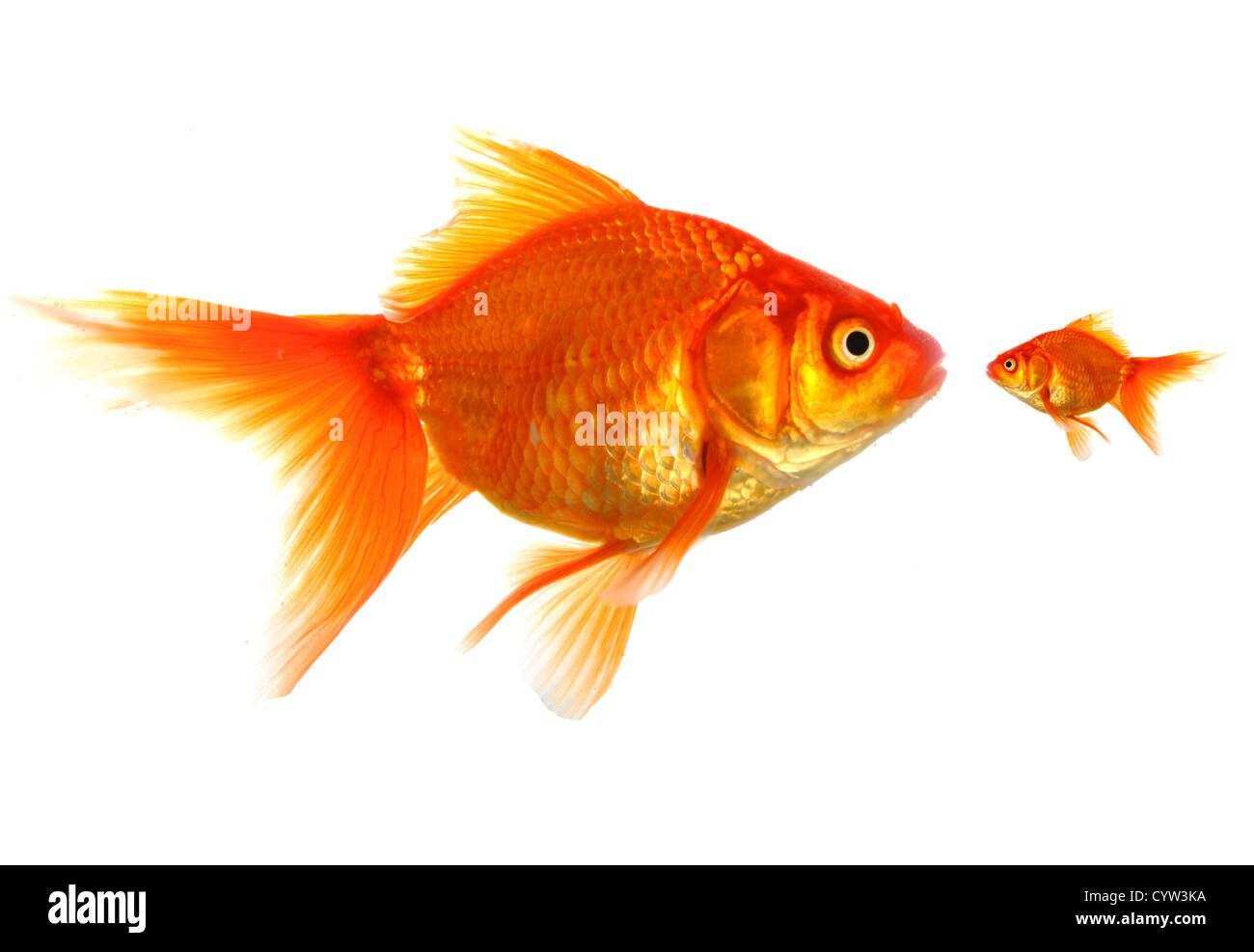 large and small goldfish showing different competition or friendship ...