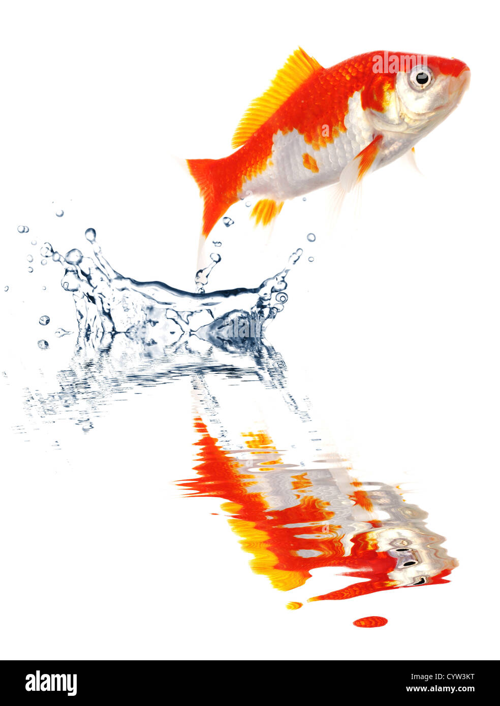 goldfish jumping showing escape success or freedom concept Stock Photo ...