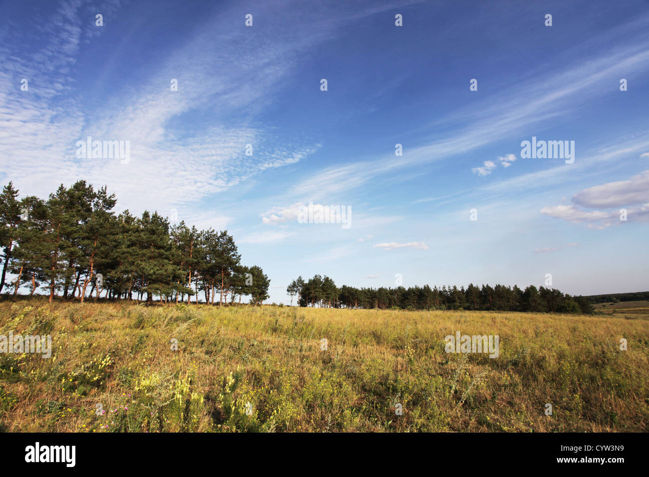 Field and trees Stock Photo - Alamy