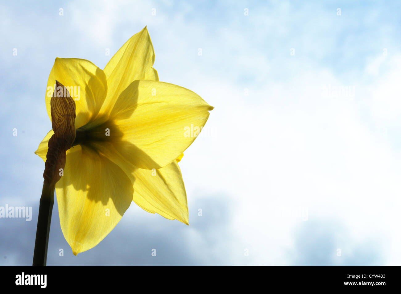 yellow daff or jonquil flower in spring with copyspace showing summer ...