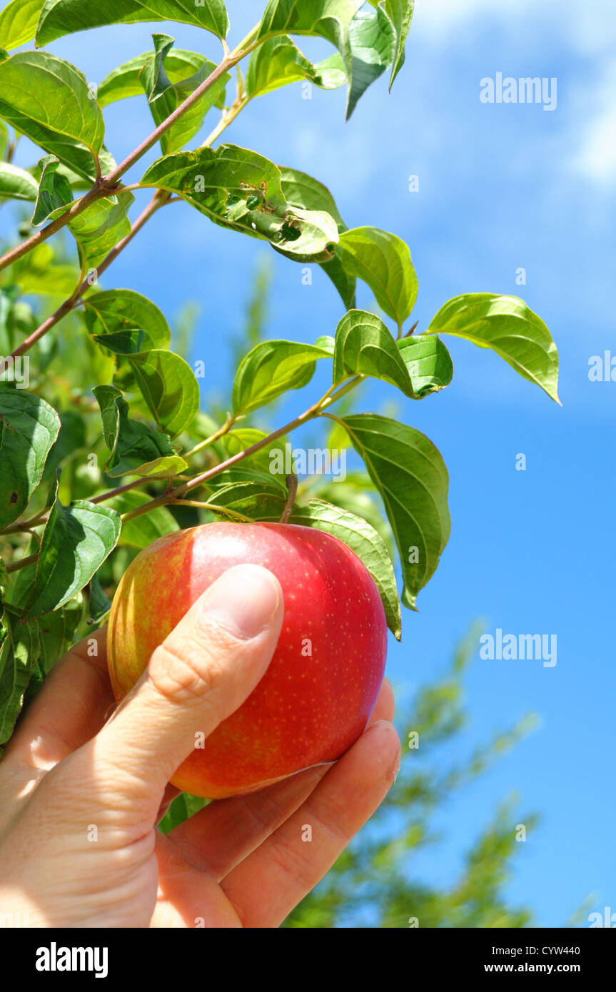picking red apple from a tree in summer Stock Photo - Alamy