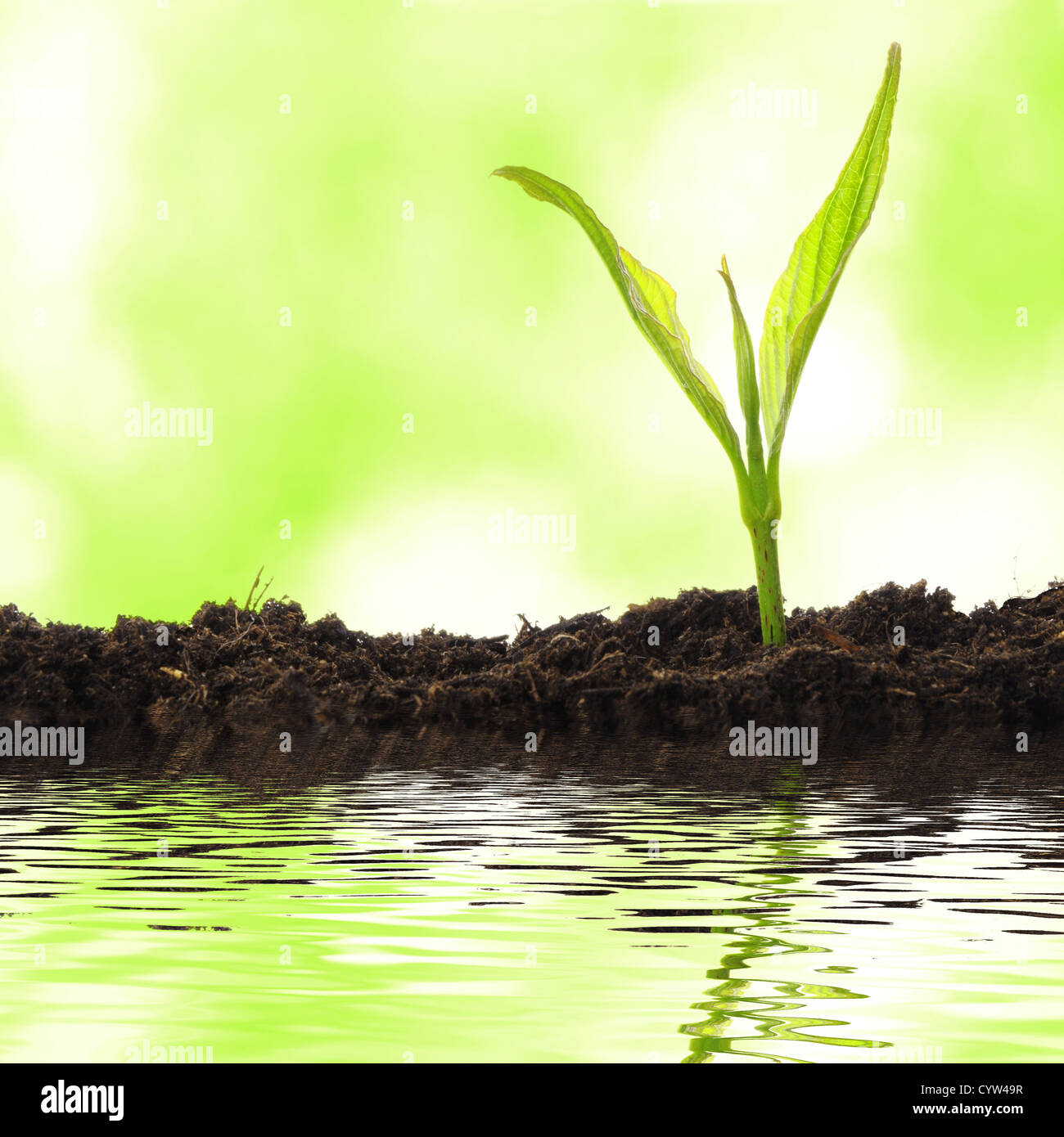 growth concept with small plant and water reflection Stock Photo - Alamy