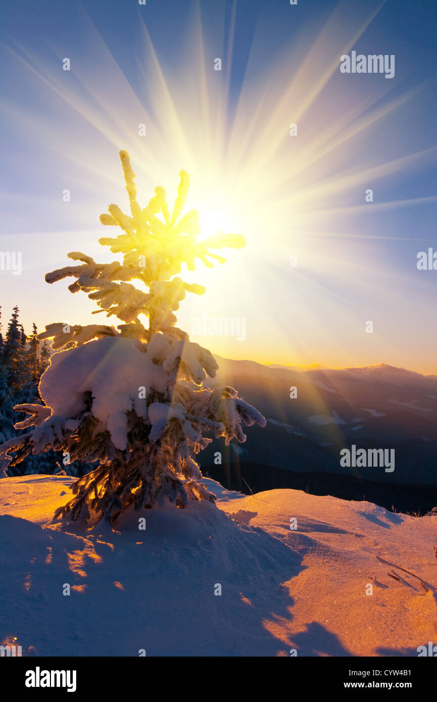 Christmas theme- frozen trees Stock Photo - Alamy