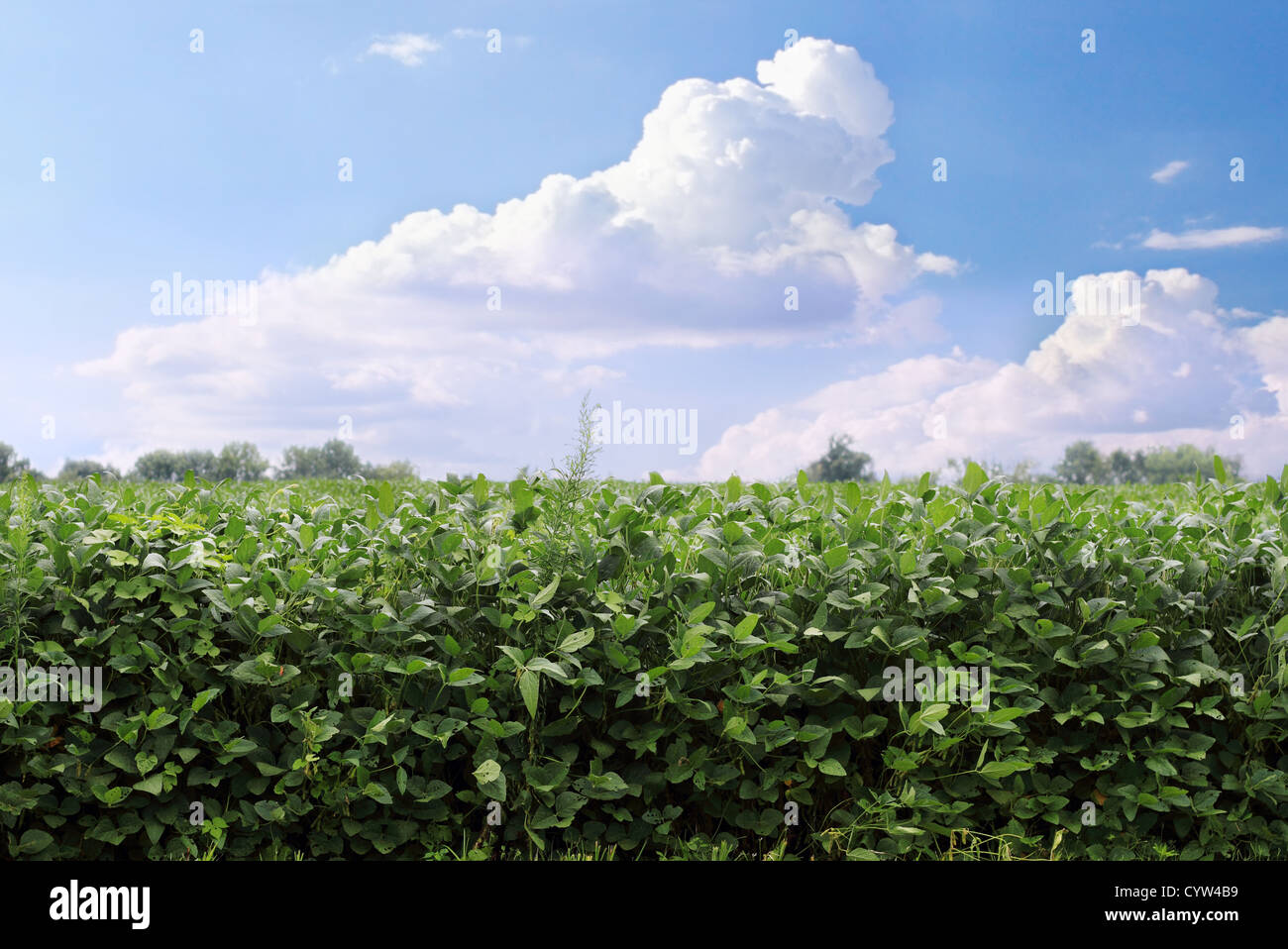 Kentucky crops hi-res stock photography and images - Alamy