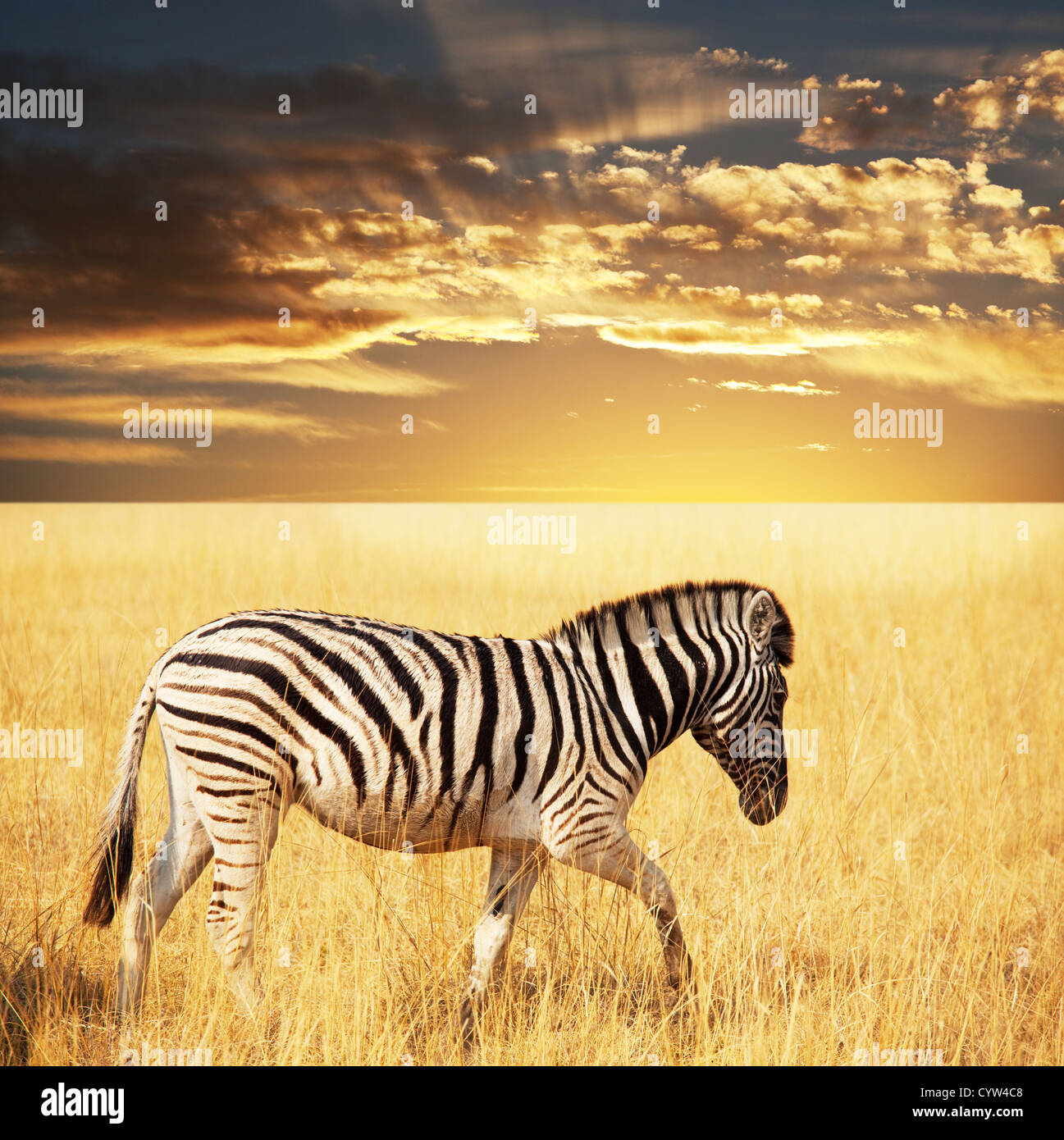 zebras on sunset Stock Photo - Alamy