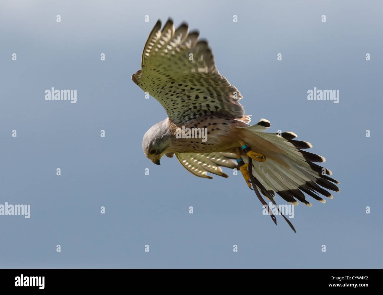 Kestrel in flight Stock Photo - Alamy