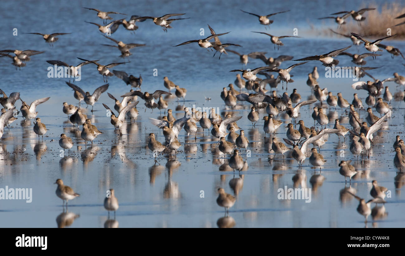 Golden plovers winter plumage hi-res stock photography and images - Alamy