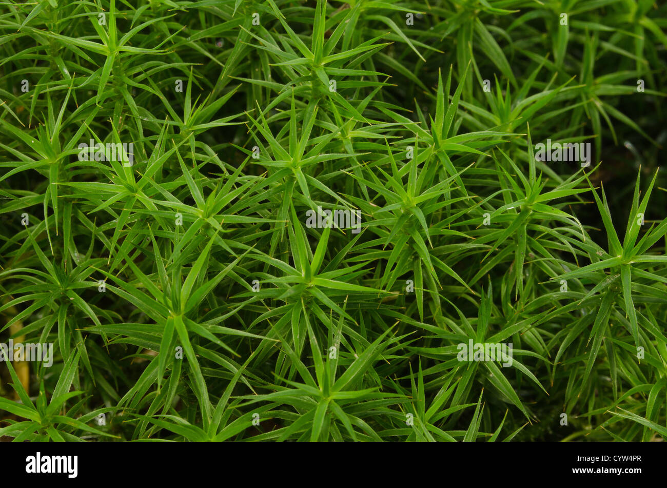 Spreading spike moss hi-res stock photography and images - Alamy