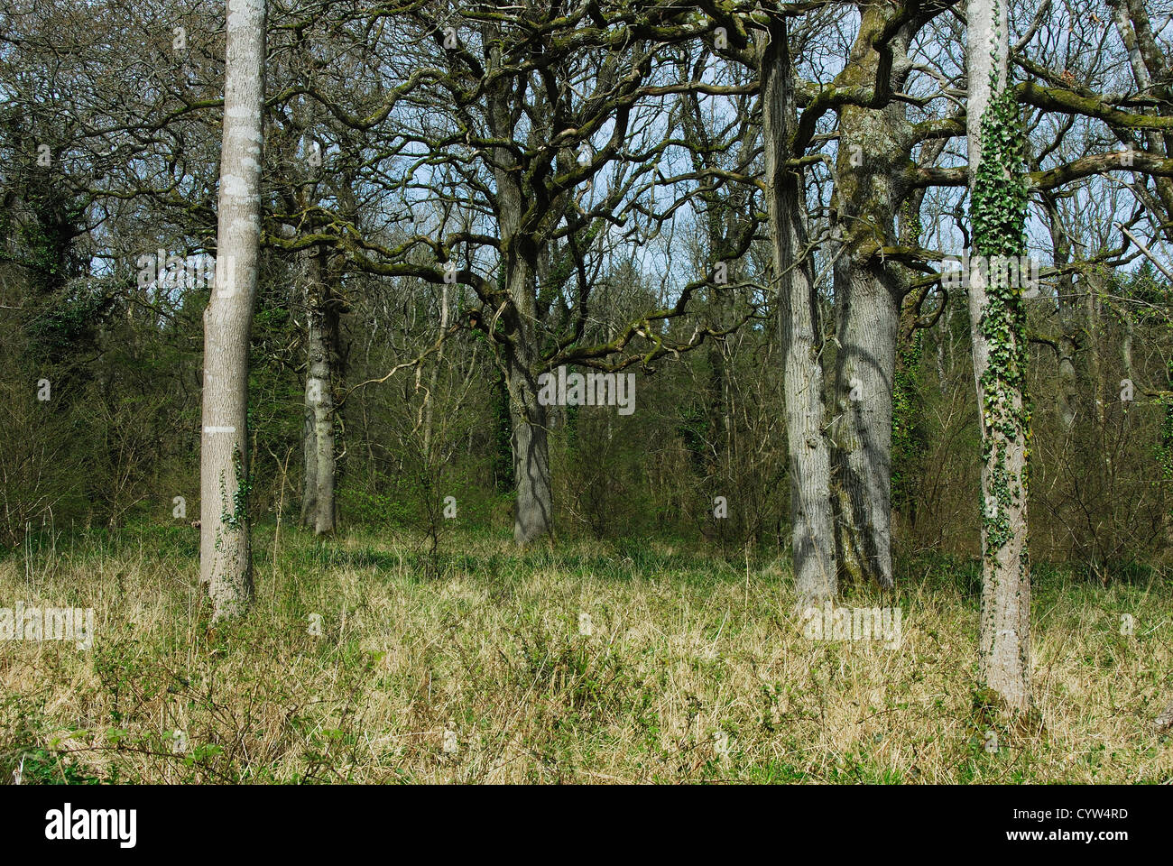 Wood breach hi-res stock photography and images - Alamy