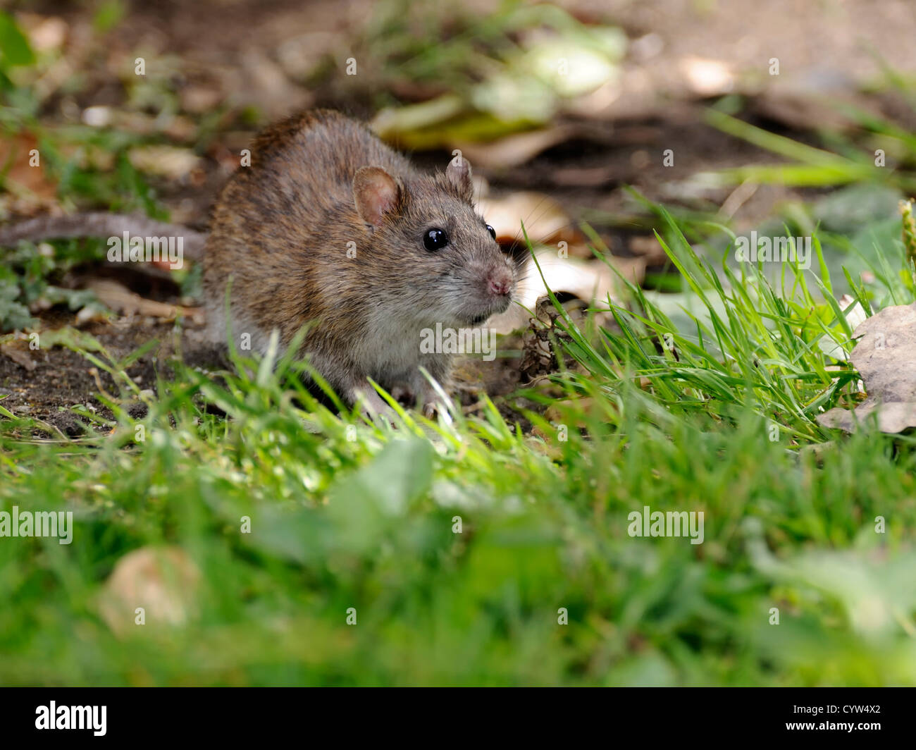 Brown or Common Rat ( Rattus norvegicus ) Searching for food in the ...