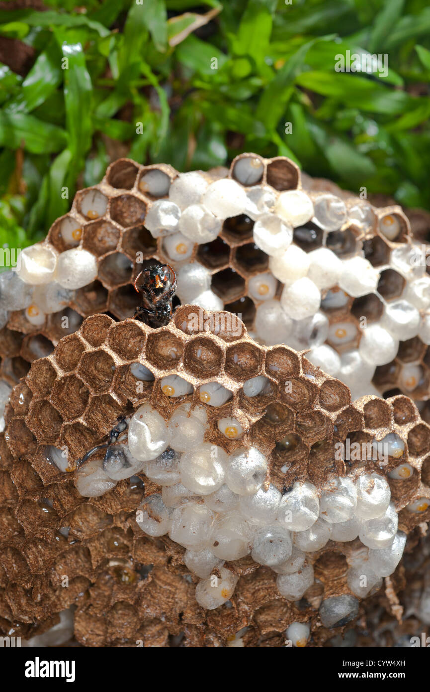 Baby wasp hi-res stock photography and images - Alamy