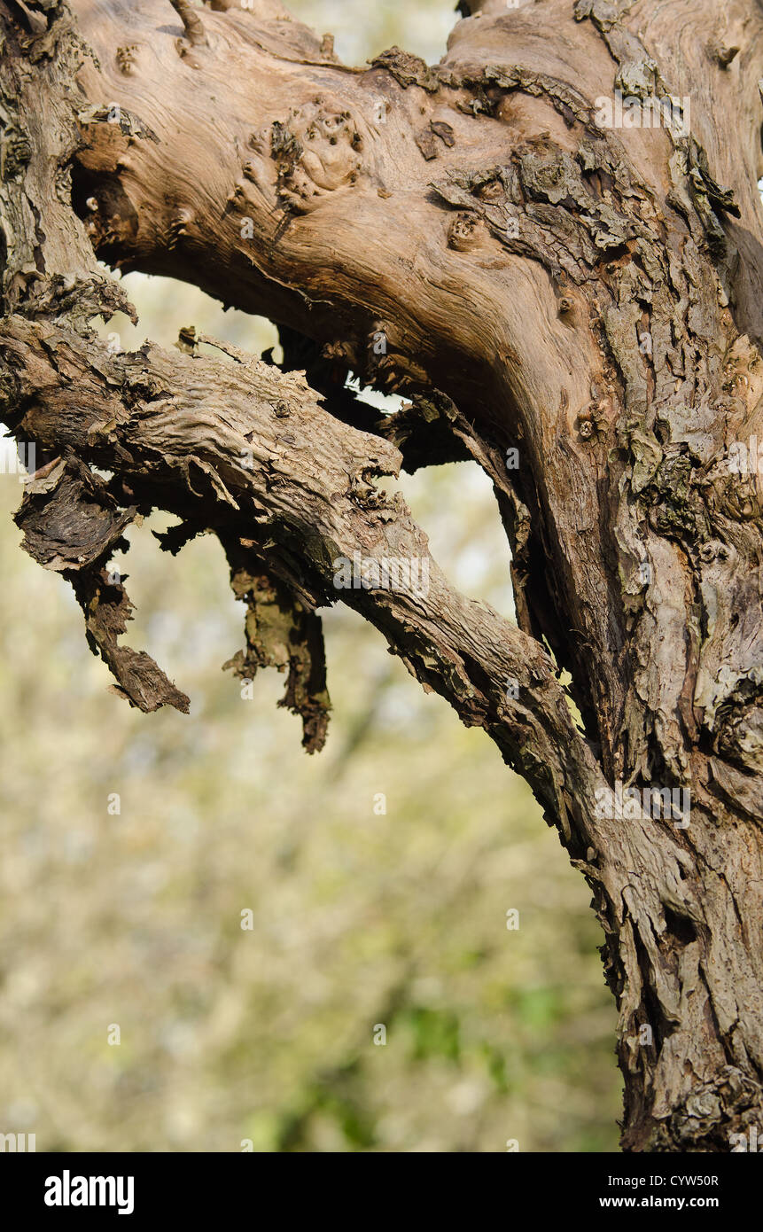 Forgotten apple orchard left to rot close up detail of dead tree where ...