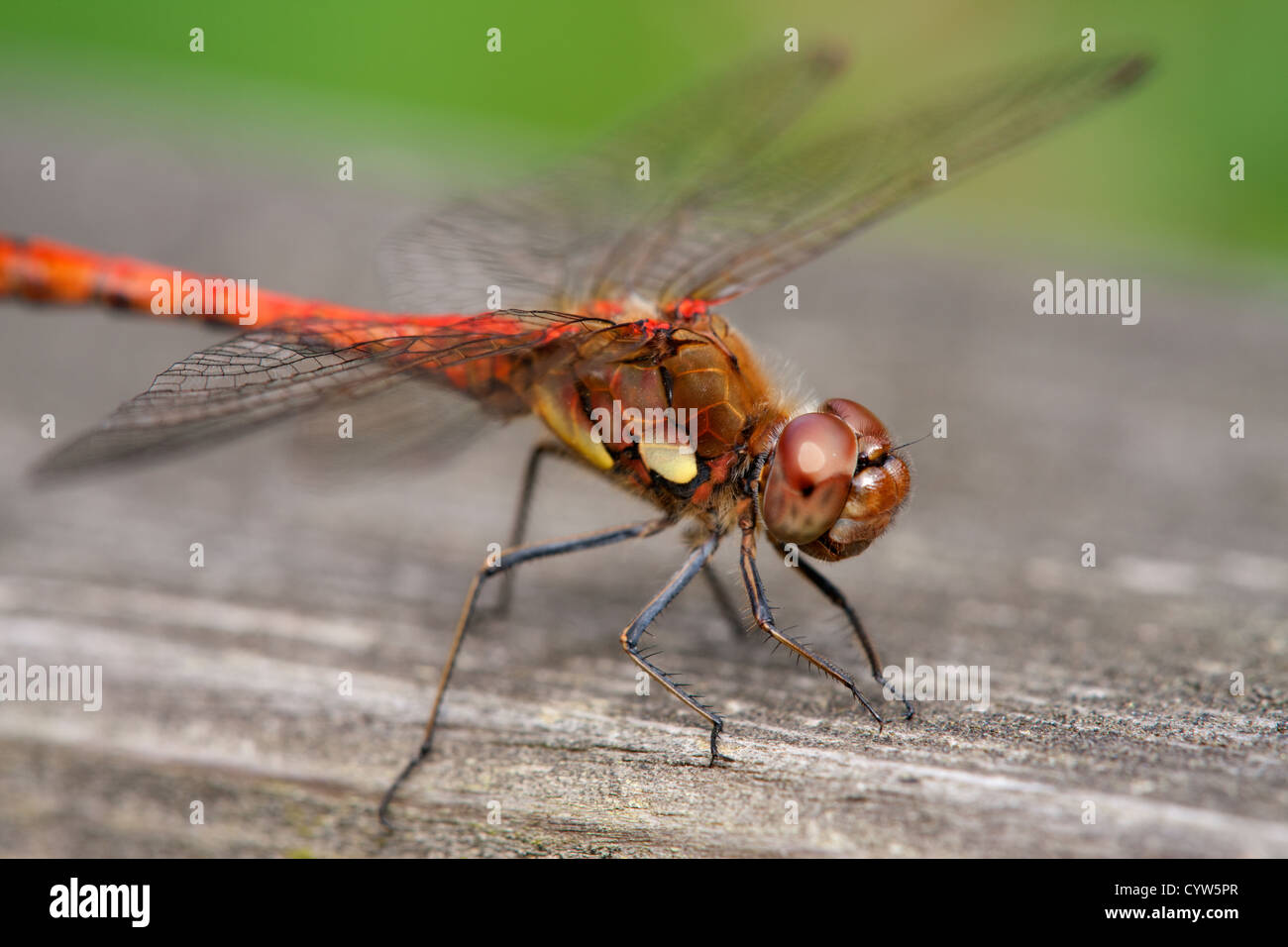 Adult common darter hi-res stock photography and images - Alamy
