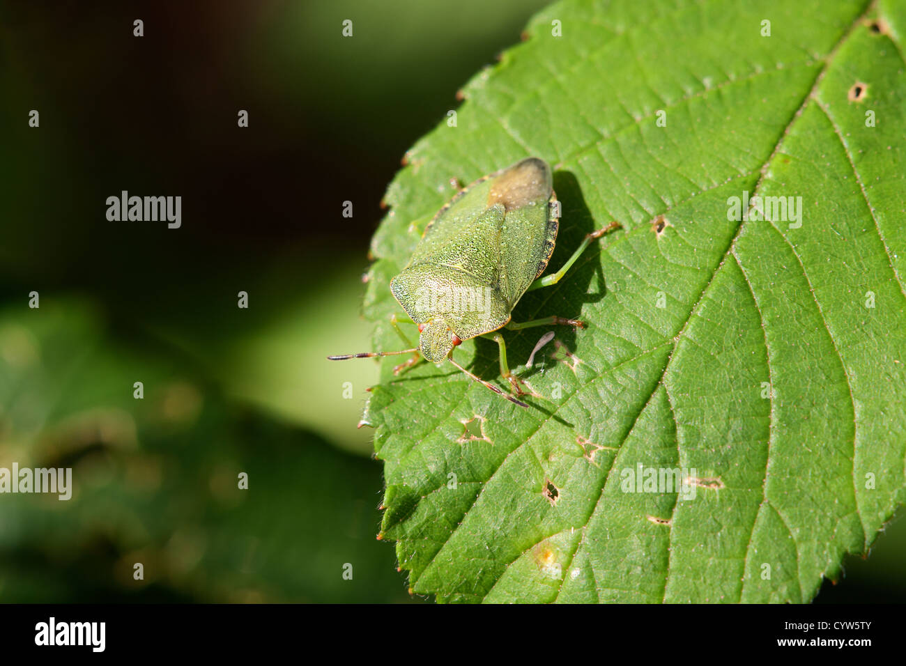 Common Green Shieldbug Palomena prasina adult 'sunning' on a leaf Stock ...