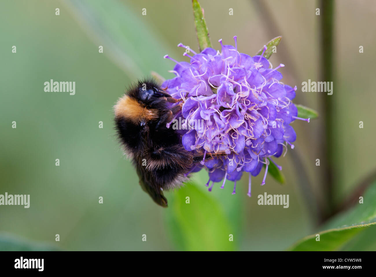 White-tailed Bumble Bee Bombus lucorum nectaring on Devilsbit Scabious ...