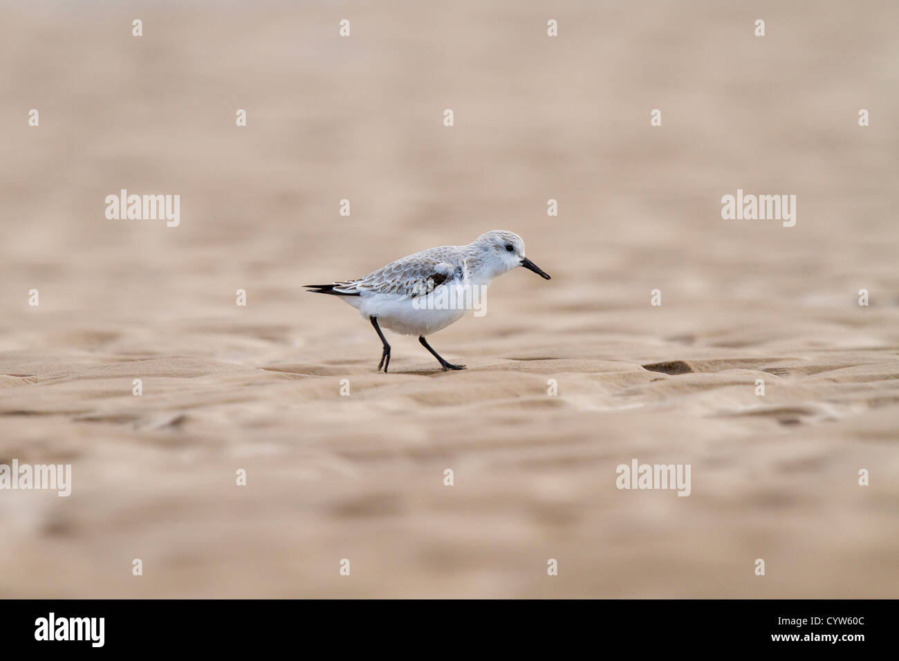 Wade the sea hi-res stock photography and images - Alamy