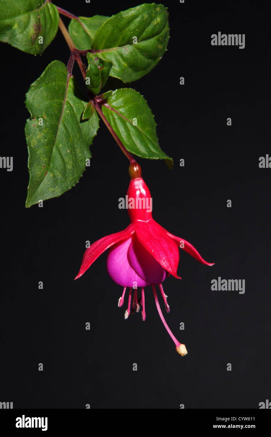 Purple coralina hi-res stock photography and images - Alamy