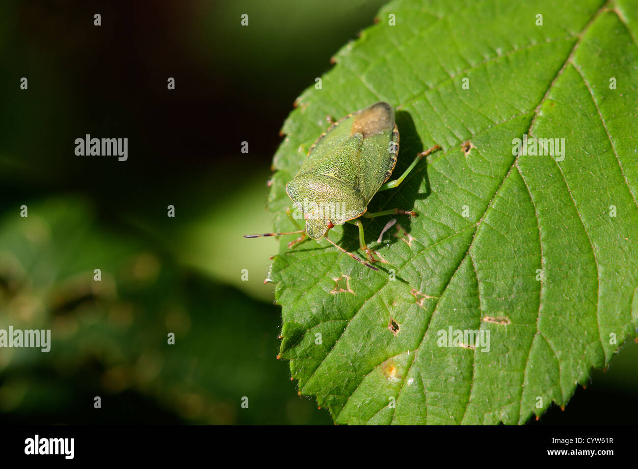 Common Green Shield Bug Palomena prasina at rest on a leaf Stock Photo ...