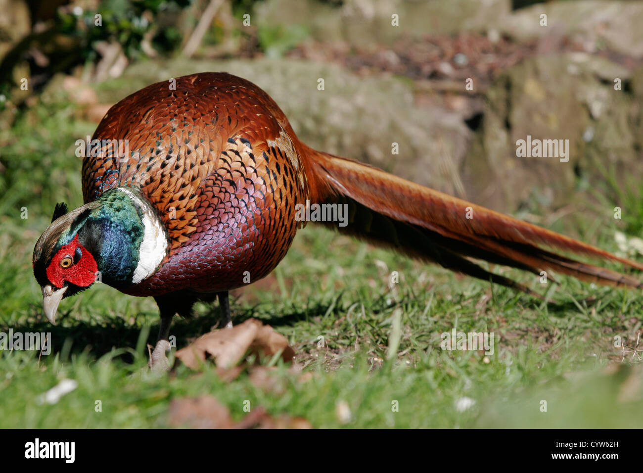 Pheasant male pecking in grass with long tail Stock Photo - Alamy