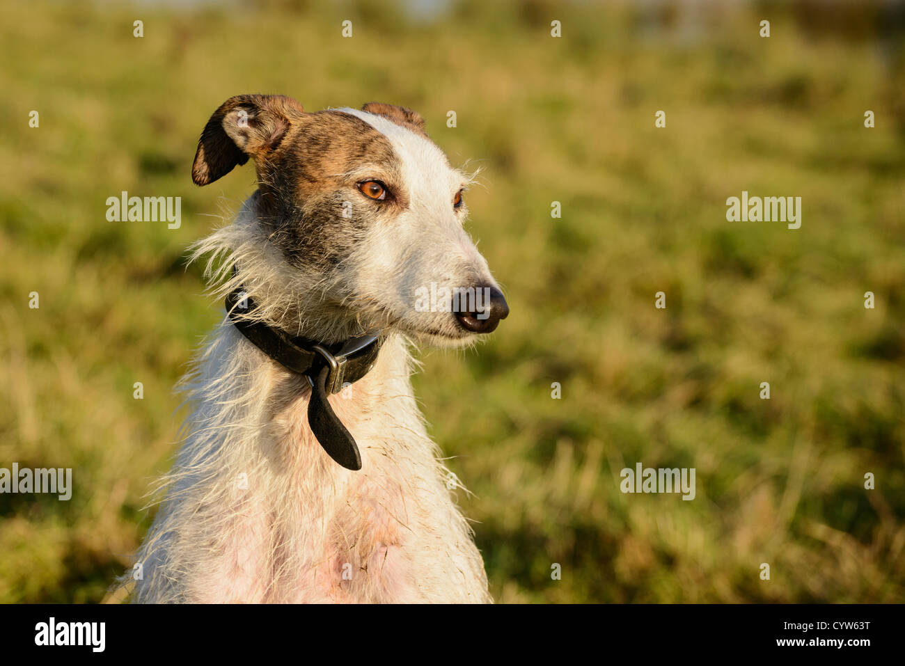 Rough lurcher hi-res stock photography and images - Alamy